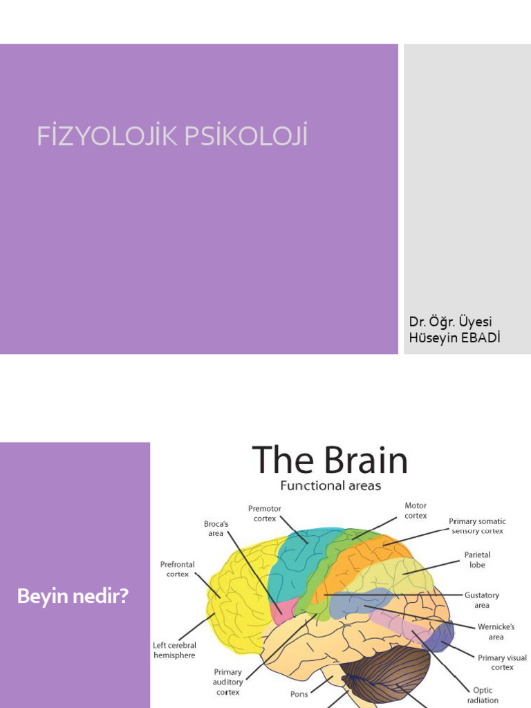 2__ders_-_beyin_ve_merkezi_sinir_sistemi fizyolojik psikoloji | PDF