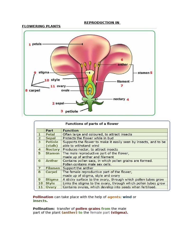 REPRODUCTION IN FLOWERING PLANTS | PDF | Pollination | Flowers
