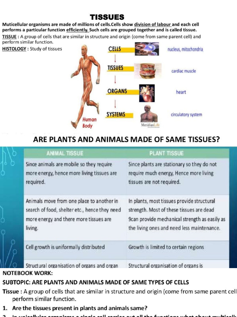 CH 6 Tissues 2 | PDF