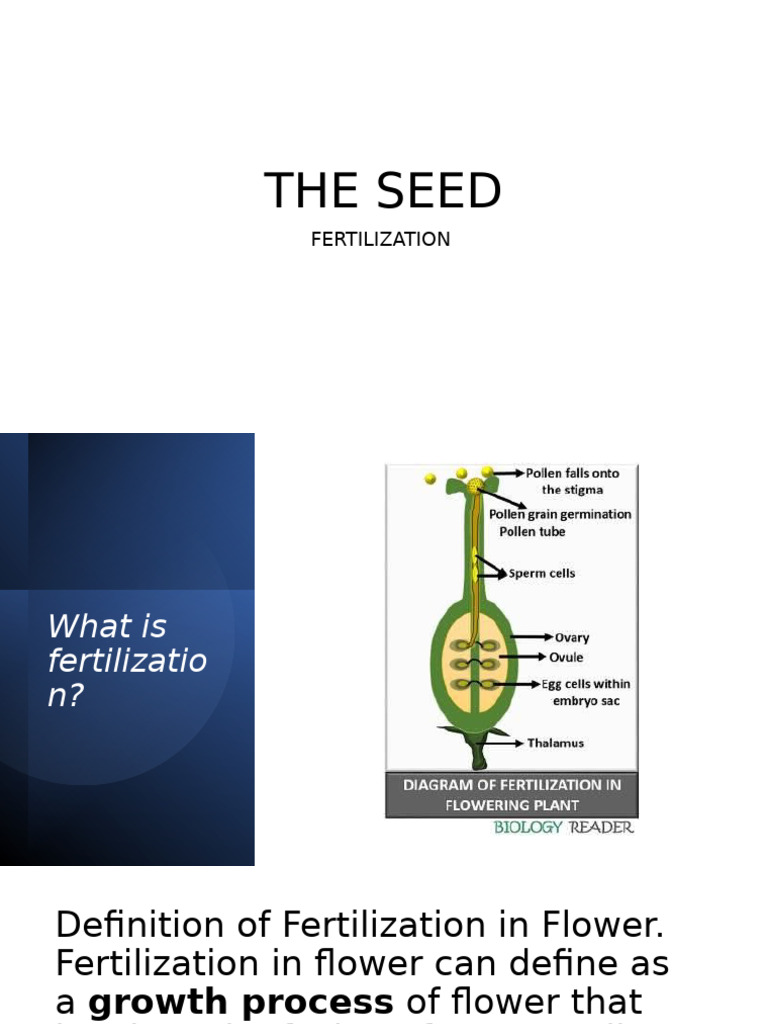 The Seed Form 1 | PDF