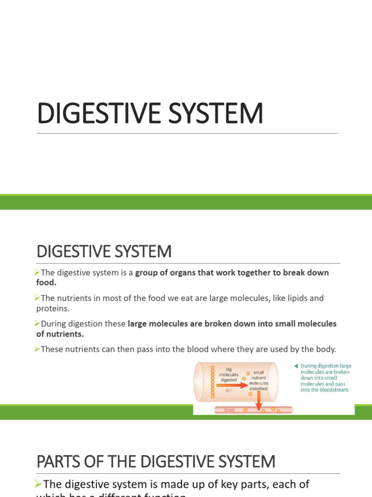 DIGESTIVE SYSTEM | PDF | Digestion | Human Digestive System