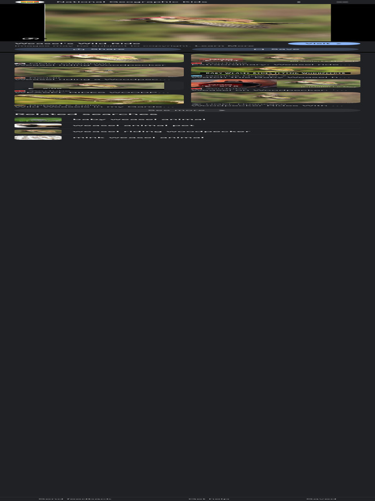 Weasel - Google Search | PDF