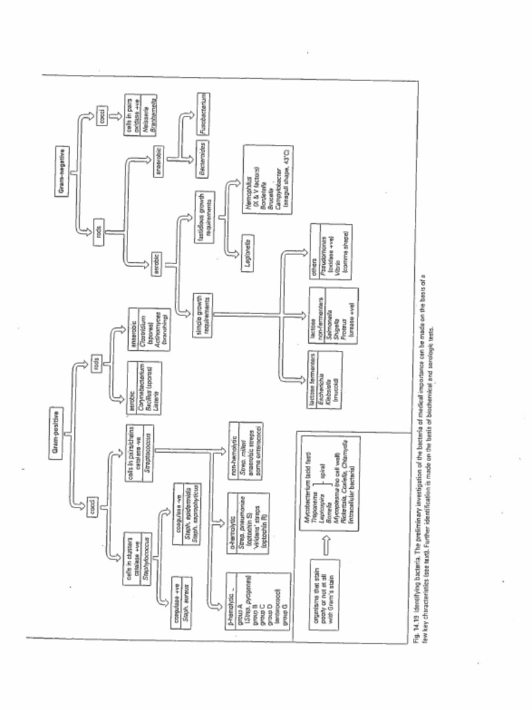Micro B I Chart Pdf