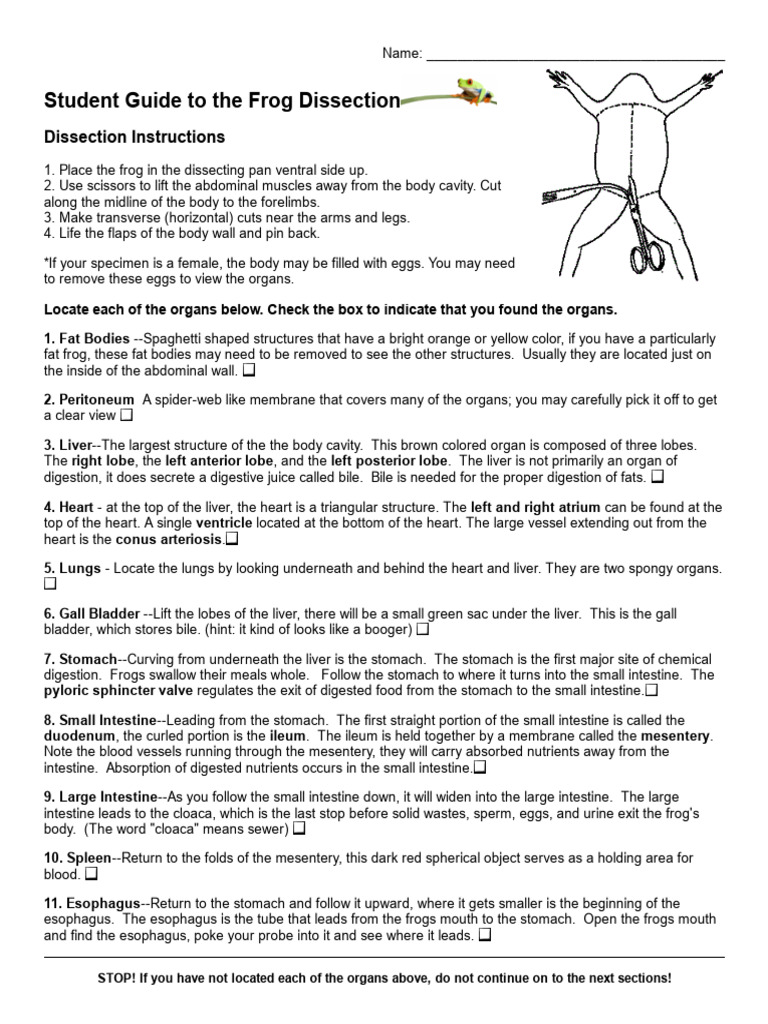 Student Guide To The Frog Dissection | PDF | Stomach | Small Intestine