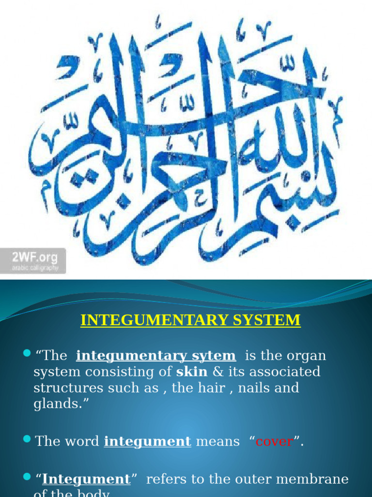 Intro of Integumentary System | PDF | Integumentary System | Skin