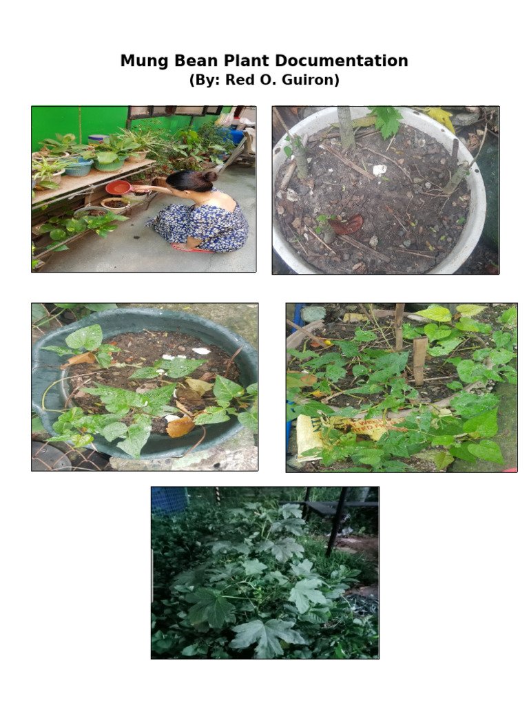 Mung Bean Plant Documentation: (By: Red O. Guiron) | PDF