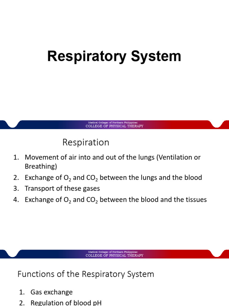 2024 Respiratory System 5.0 | PDF | Lung | Respiratory Tract