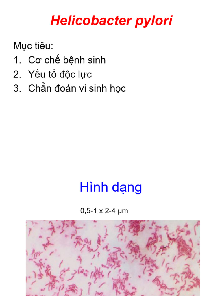 Helicobacter | PDF