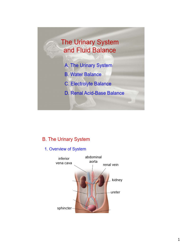 The Urinary System and Fluid Balance | PDF | Kidney | Urinary System