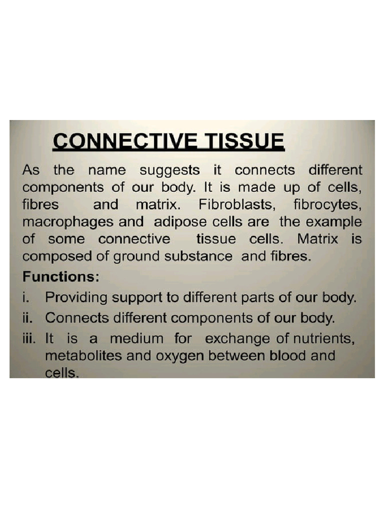 Connective Tissue | PDF
