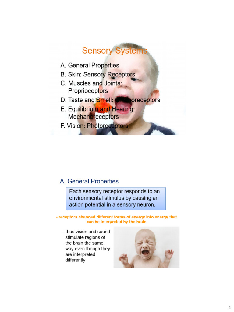 8. Sensory Systems | PDF | Senses | Stimulus (Physiology)