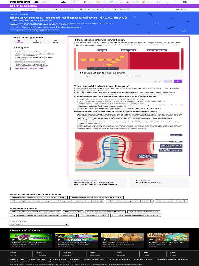 The Digestive System - Enzymes and Digestion (CCEA) - GCSE Biology ...