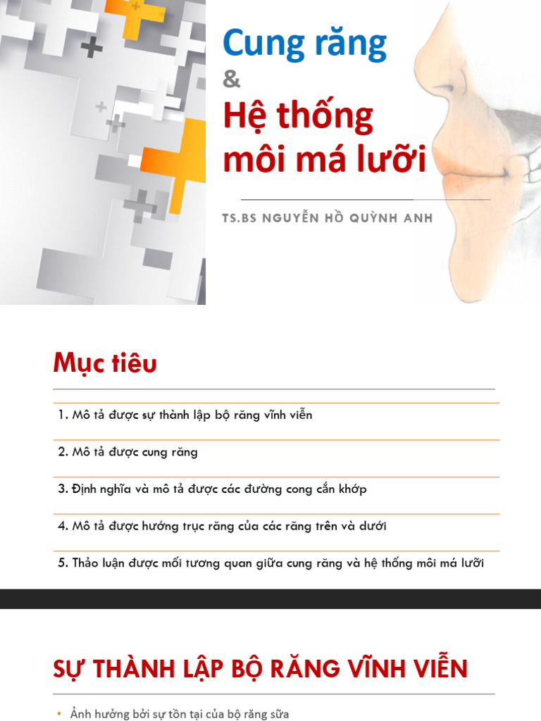 Cung Răng Và HT MML | PDF