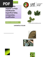 Glosario de briofitos y caulidios | PDF | Hoja | Plantas
