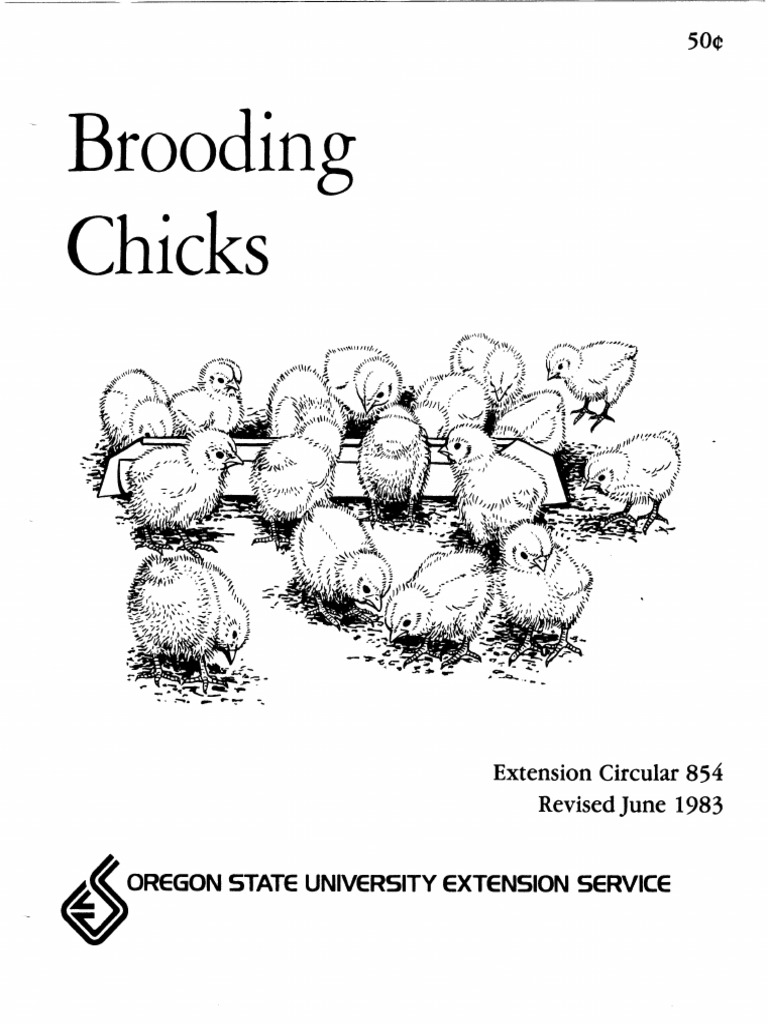 Brooding Chicks | PDF