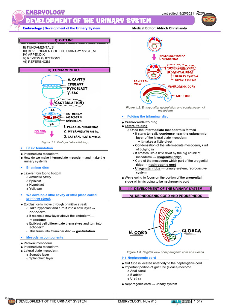 15 - Urinary System Development | PDF | Kidney | Genitourinary System