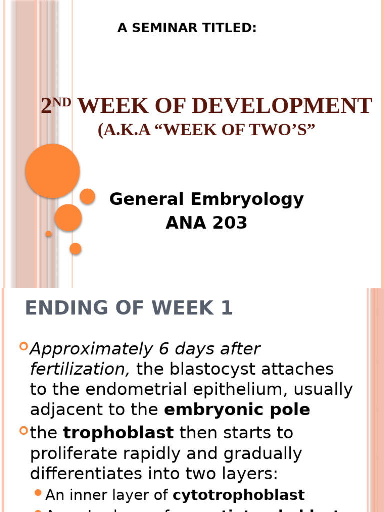 2nd Week of Development (ANA 203) | PDF | Anatomy | Developmental Biology