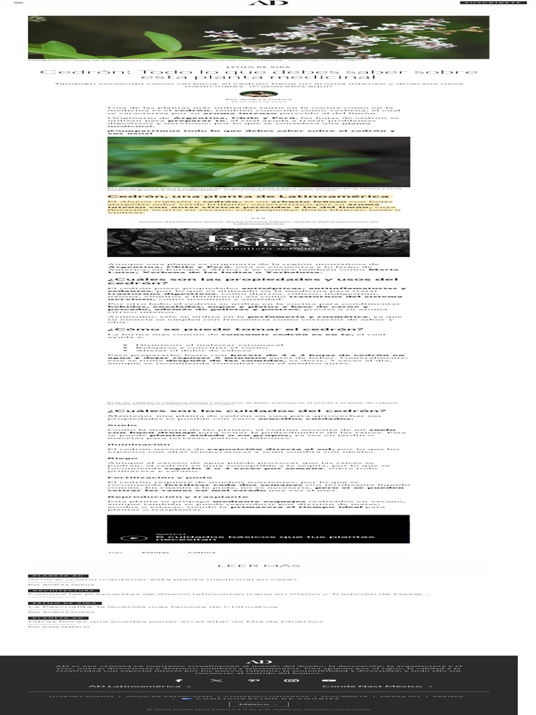 Cedrón Todo lo que debes saber sobre esta planta con aroma intenso Architectural Digest | PDF