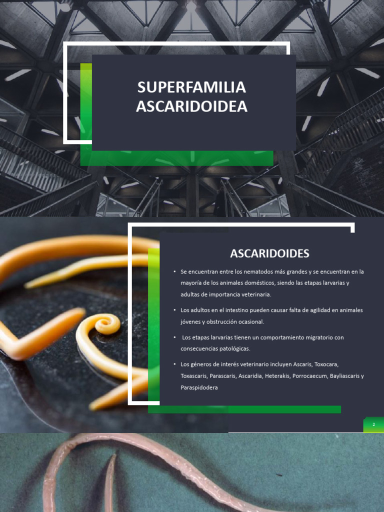 Nematodos Veterinarios: Ascaridoidea | PDF
