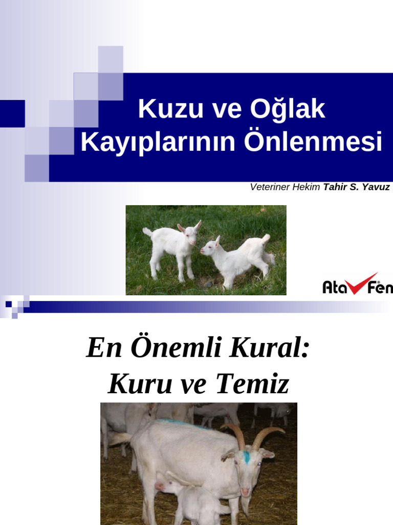 Kuzuve Oglak Kayiplarinin Onlenmesi | PDF