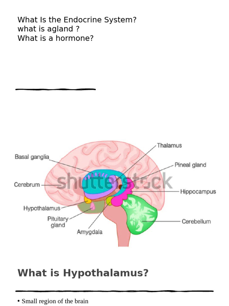 Presentation Hypothalamus | PDF
