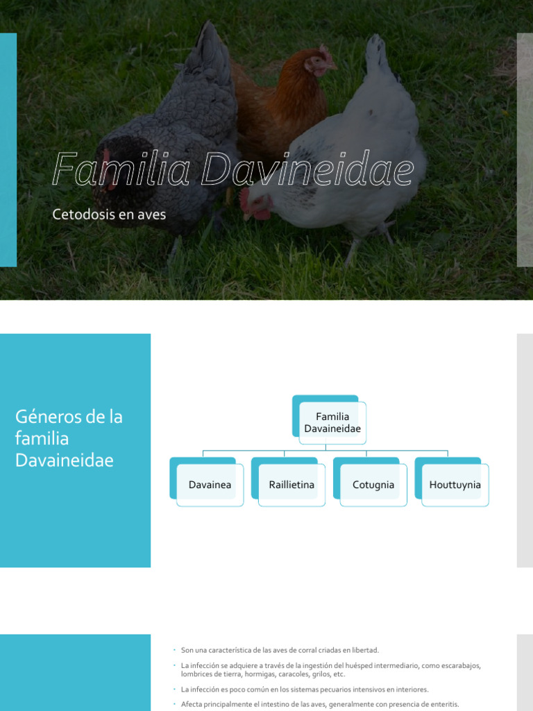 Davainea proglottina en aves: Cestodosis | PDF
