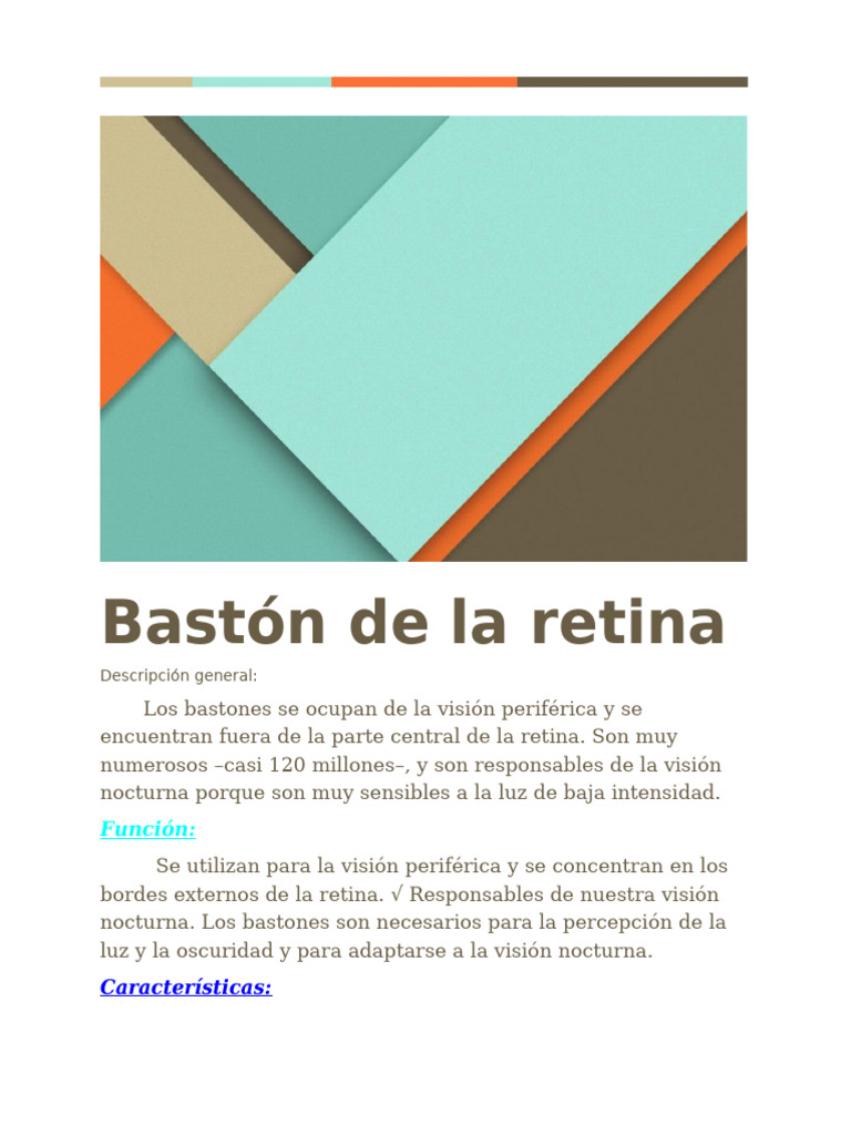 Función y características de los bastones en la retina | PDF