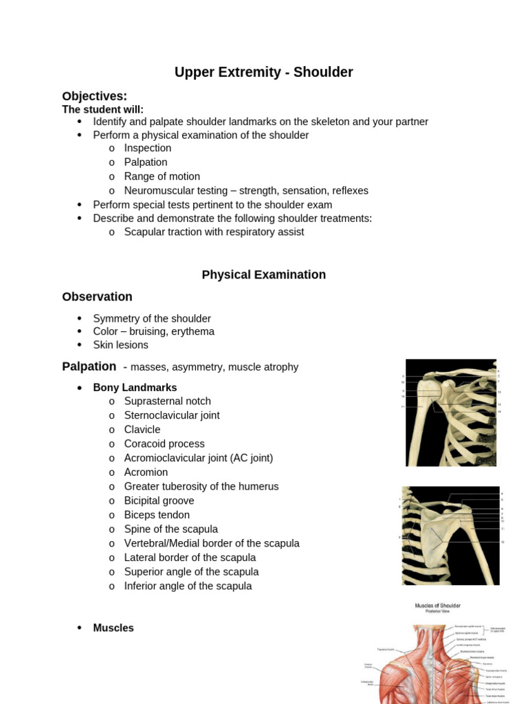 OPP Lab 14 Upper Extremity 1 - Shoulder-2 | PDF | Anatomical Terms Of ...