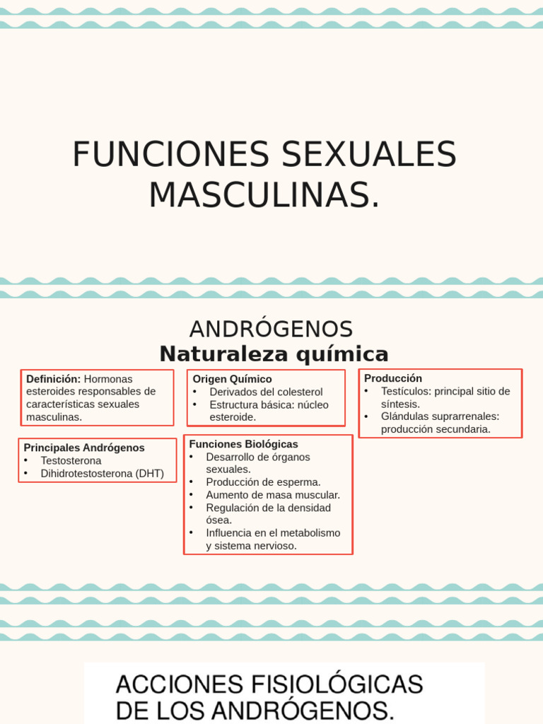 Funciones y Efectos de los Andrógenos | PDF | Andrógino | Testosterona