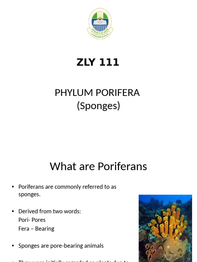 ZLY 111 Phylum Sponges | PDF | Sponge | Sexual Reproduction