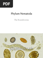 Phylum Priapulida | PDF