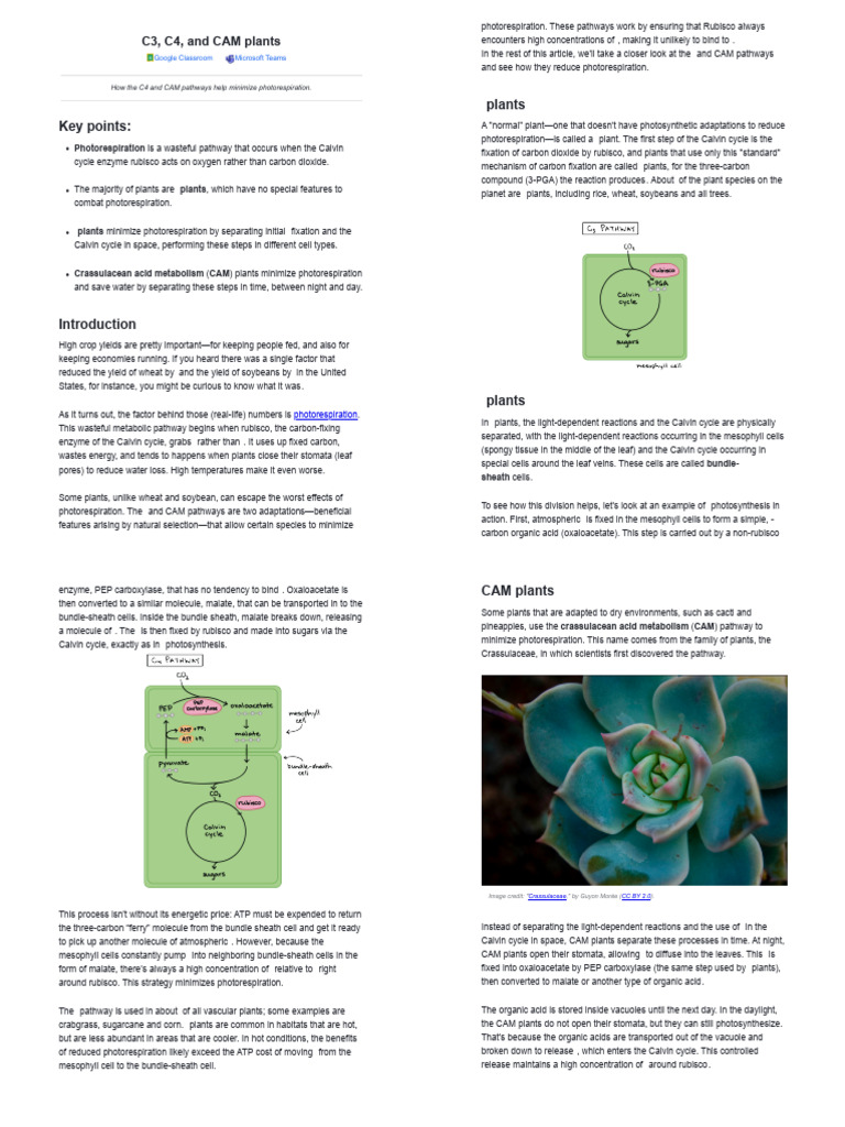 C3, C4, and CAM Plants (Article) - Khan Academy | PDF | Photosynthesis ...