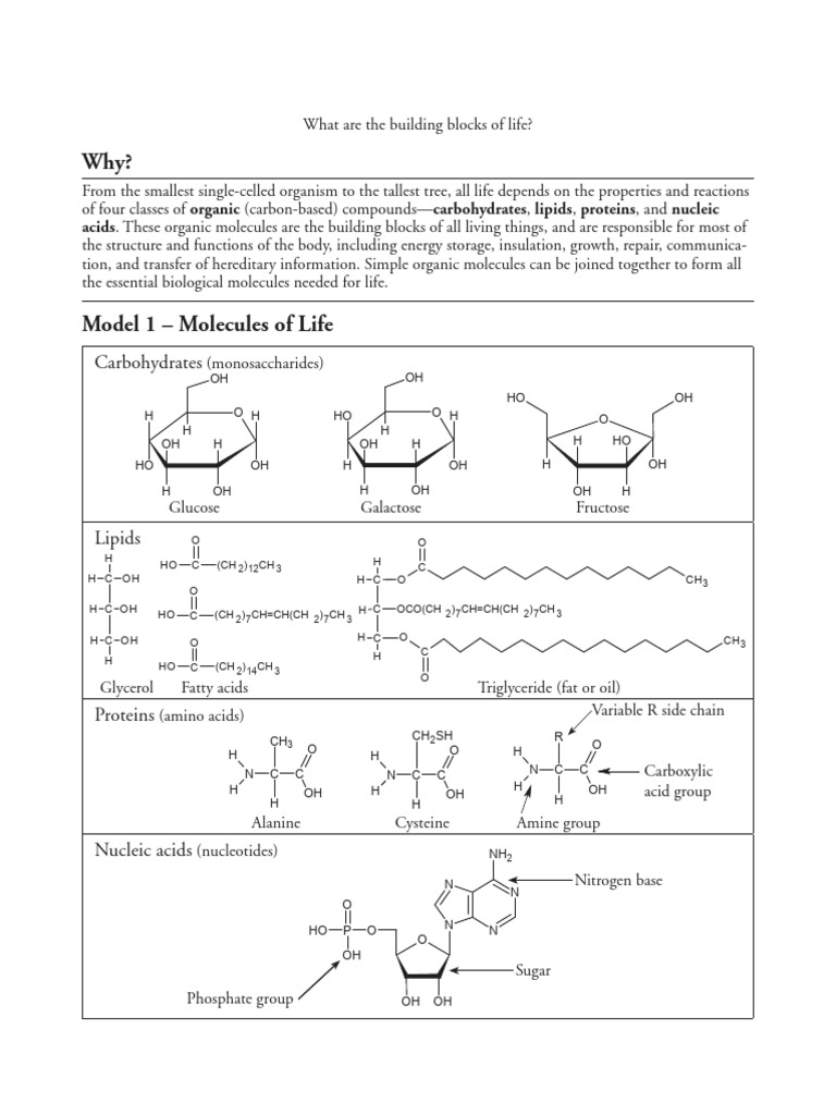 Pogil-6 - Biological Modules | PDF | Fat | Acid