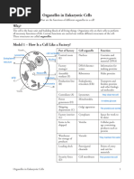 chloroplast labelled a level diagram | PDF | Chloroplast | Cell (Biology)