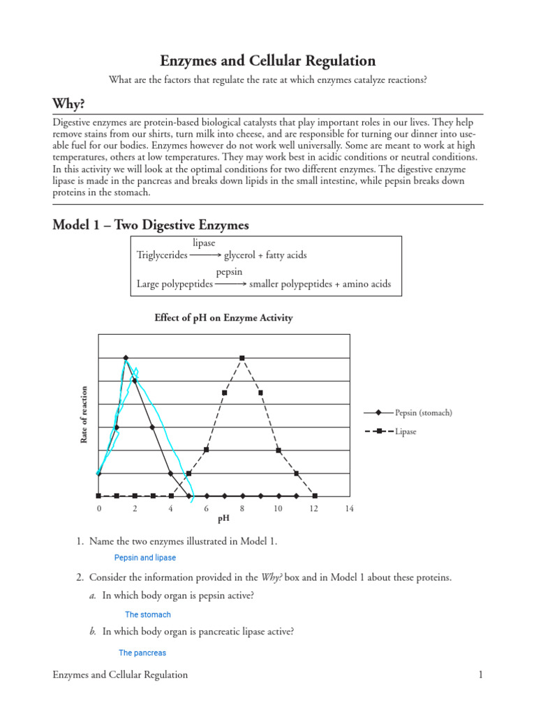 Pogil - 6 Enzymes and Cellular Regulation | PDF | Enzyme | Polymerase ...