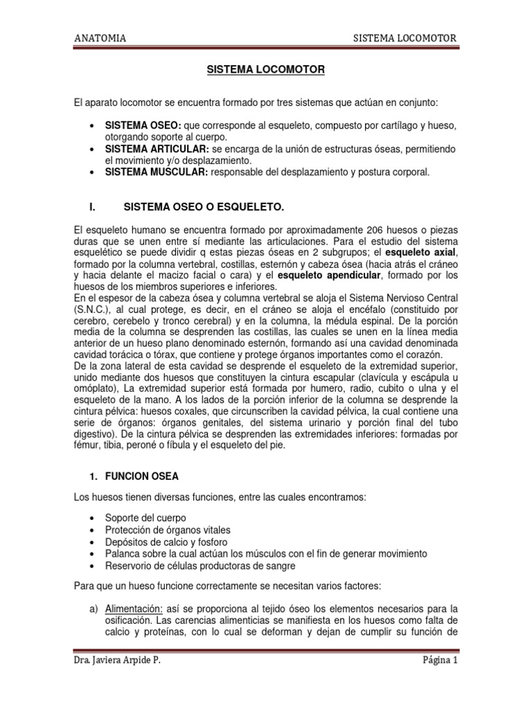 Anatomia Sistema Locomotor Sistema Locom | PDF | Hueso | Esqueleto