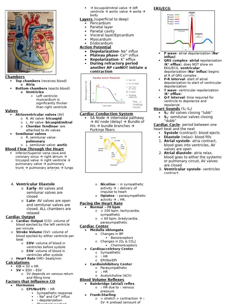Unit 3 Cardiovascular System- Heart Class Notes | PDF | Heart Valve ...