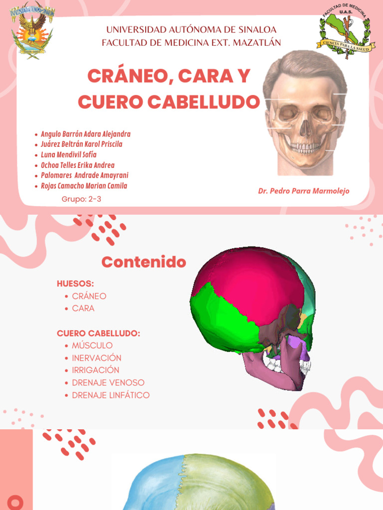 Anatomía del Cráneo y Cara | PDF | Cráneo | Sistema musculoesquelético