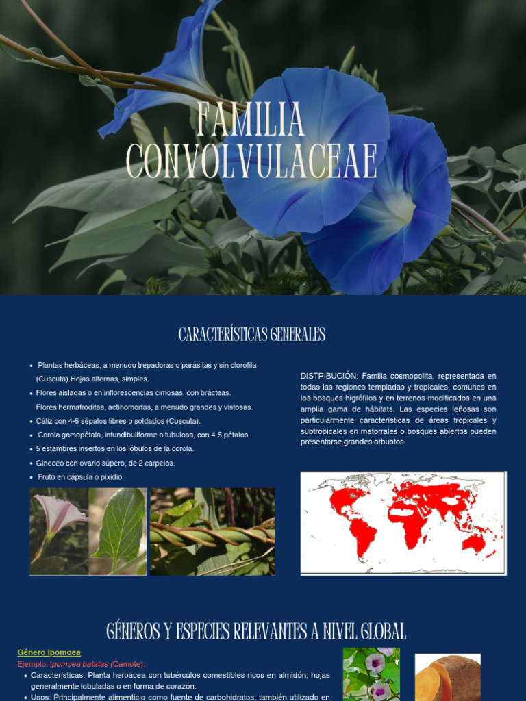 Características y Usos de Convolvulaceae | PDF | Flores | Botánica
