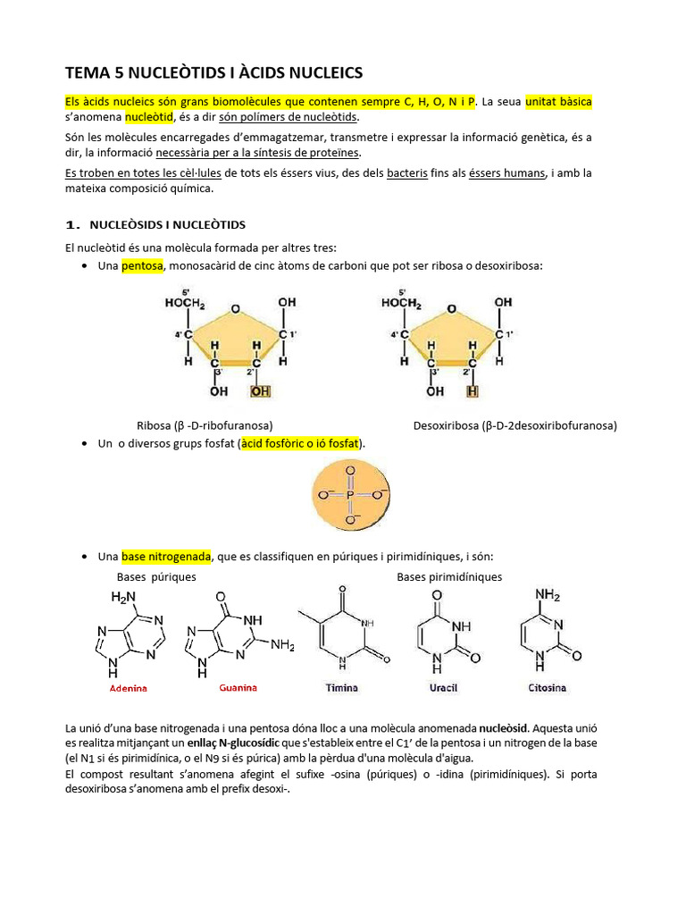 Tema 5 Nucleòtids I Àcids Nucleics | PDF