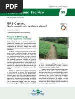 Capim Sudao | PDF | Agricultura | Agronomia