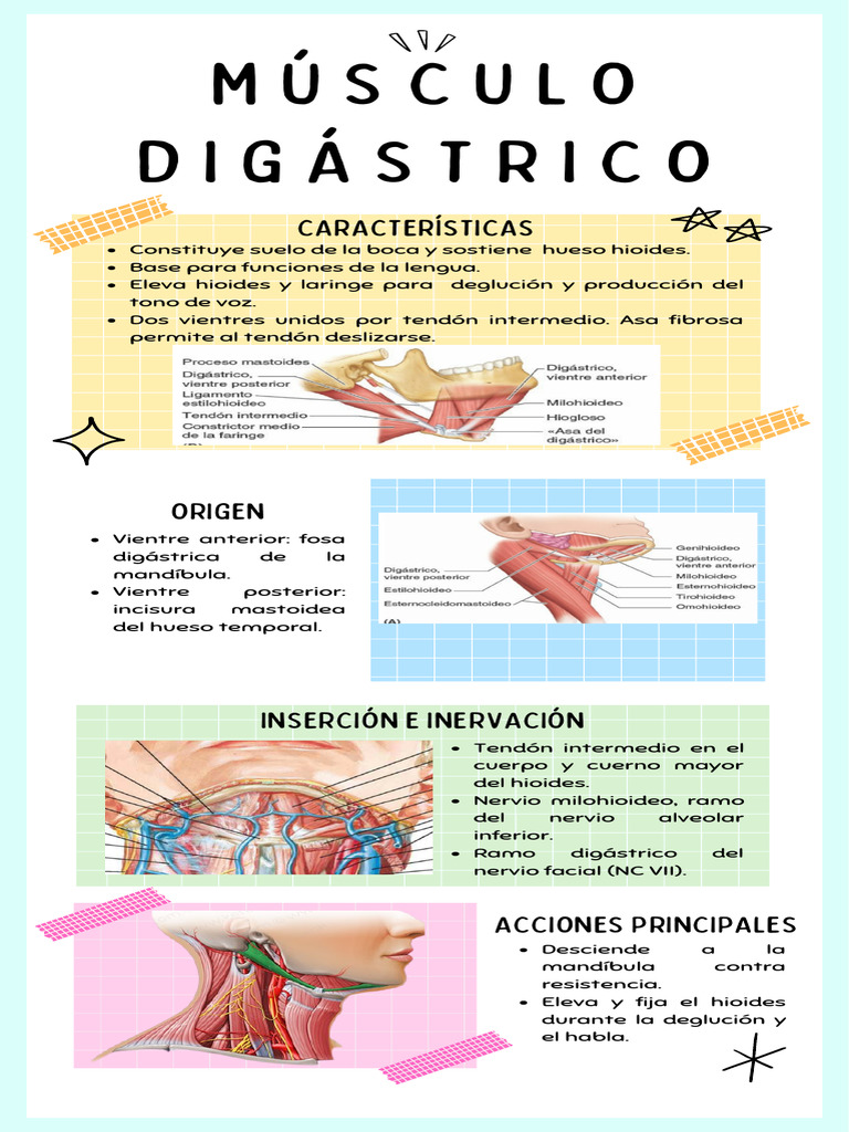Infografía Músculo Digástrico | PDF