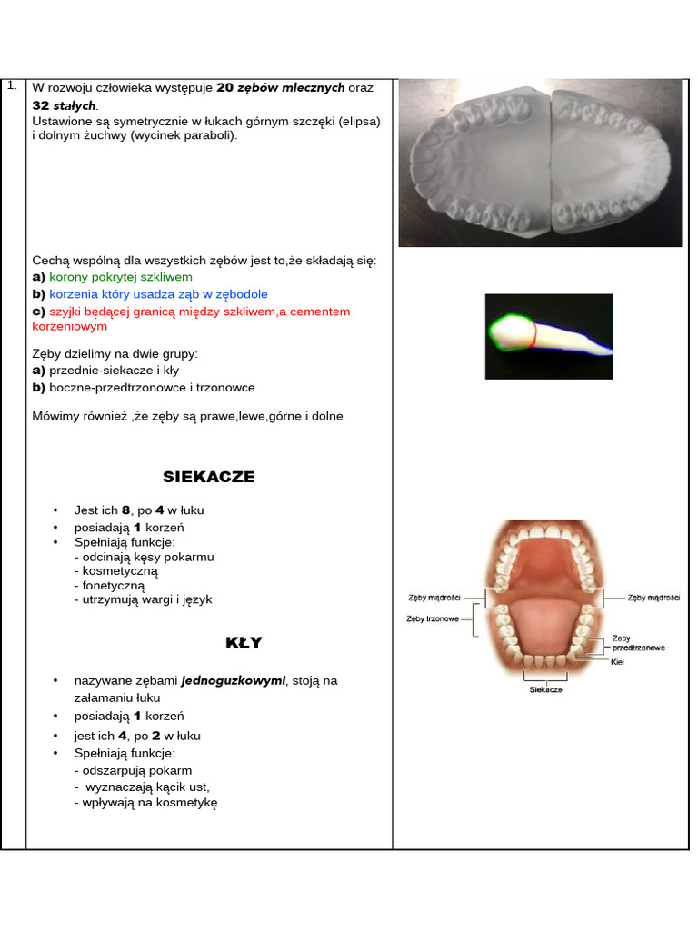 Lekcja 1 Techniki Dentystyczne | PDF