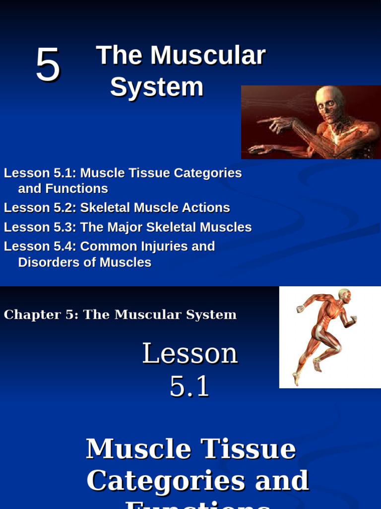 Muscle Fiber Tear Overview | PDF | Muscle Contraction | Anatomical ...