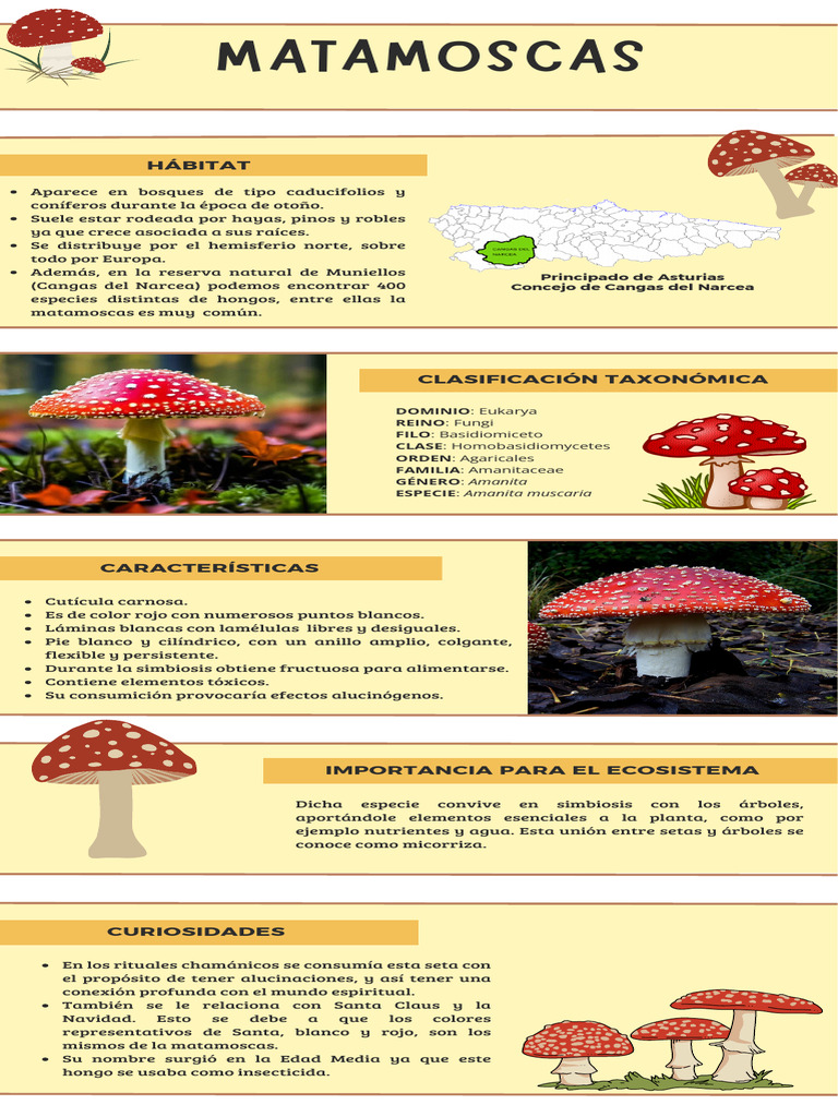 Matamoscas PDF | PDF