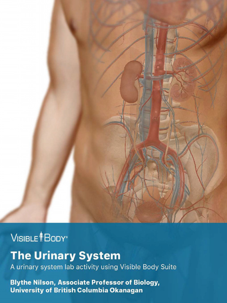 BIOL 103: Urinary System Lab | PDF | Kidney | Urinary System