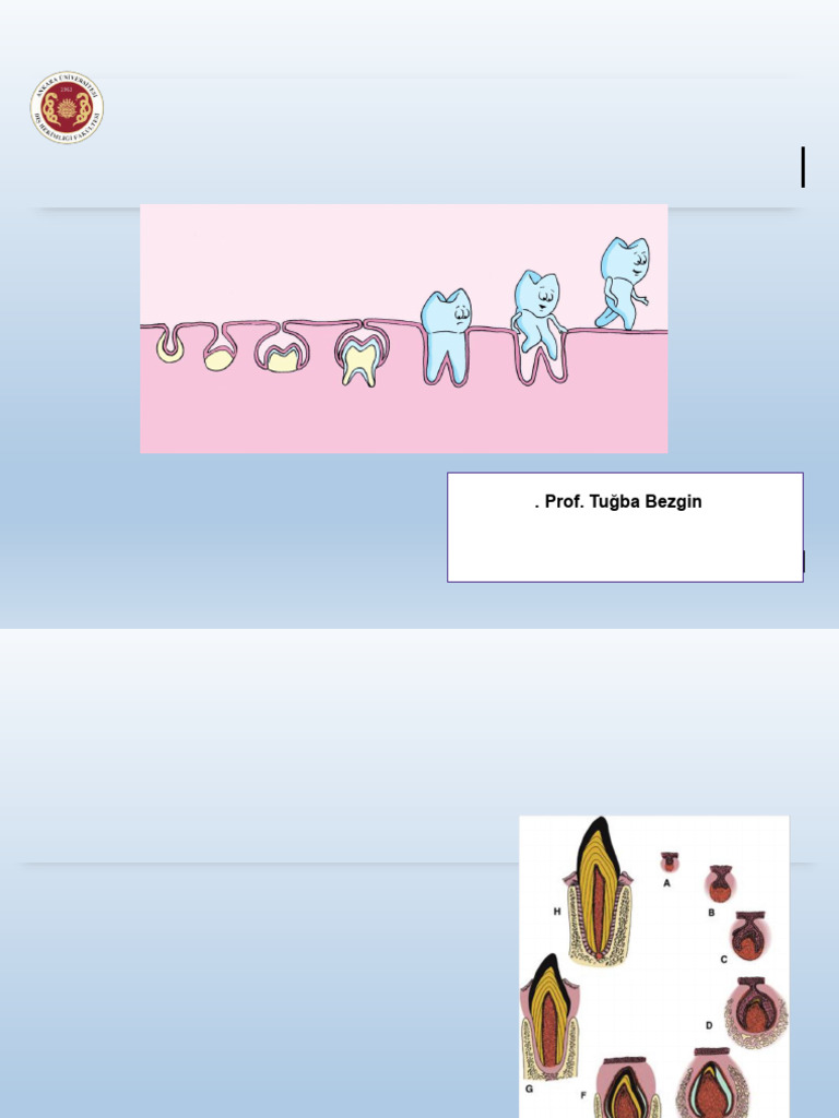 Tooth Development and Eruption Stages | PDF | Tooth | Dentistry