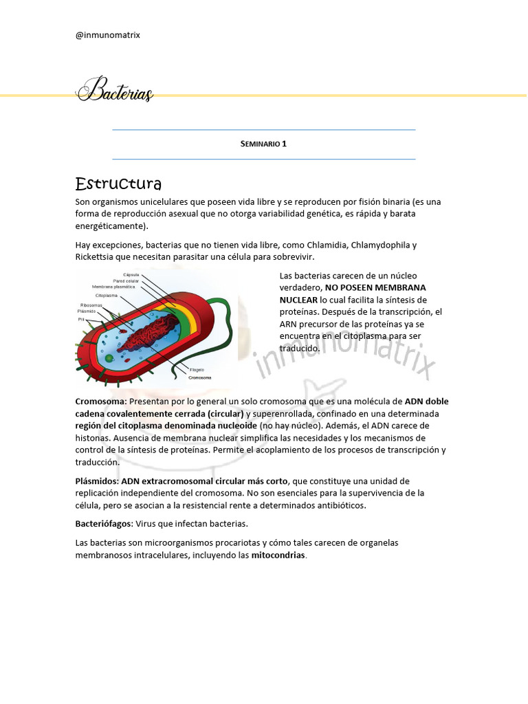 Bacterias | PDF | Bacteriófago | Plásmido