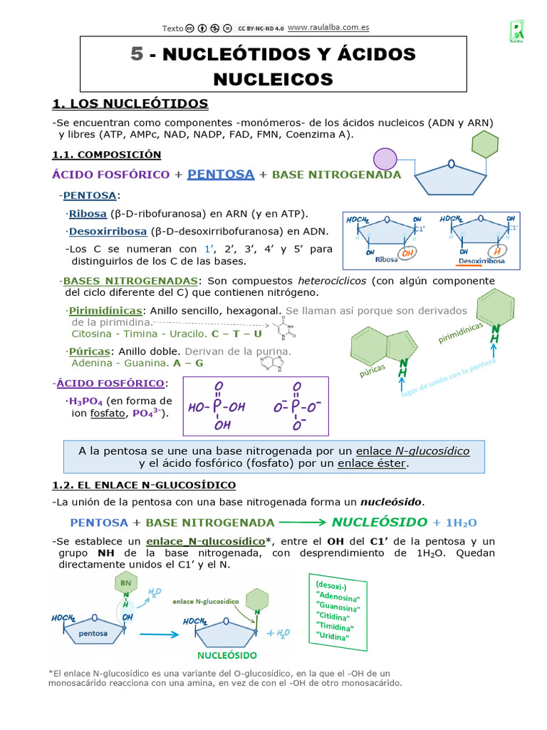 05-NucleÃ Tidos y Ã¡cidos Nucleicos | PDF | Adn | Nucleótidos