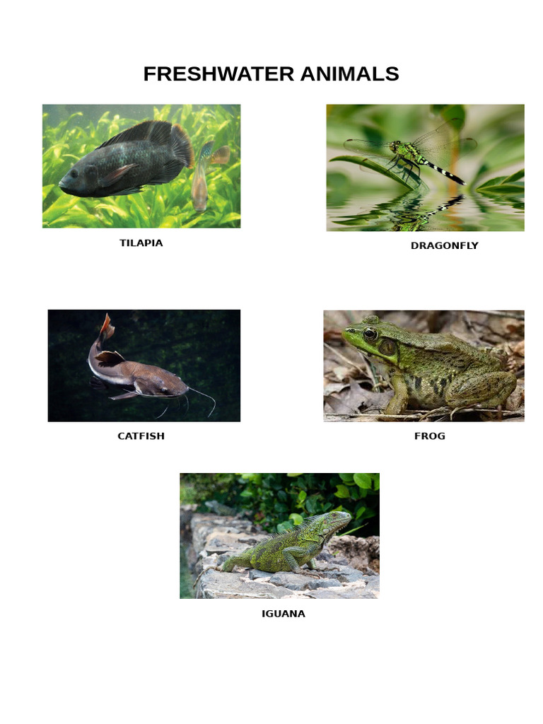 FRESHWATER ANIMALS | PDF